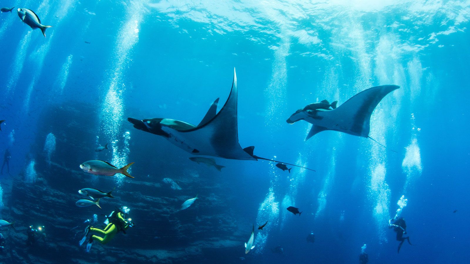 The best dive sites for meeting marine animals: Where to swim with ...